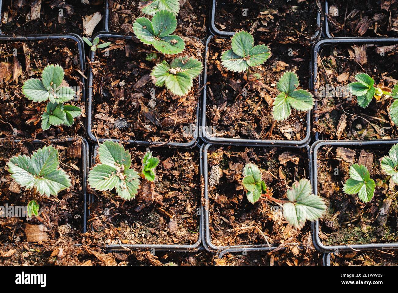 Strawberry seedling in plastic boxes, top view Stock Photo - Alamy