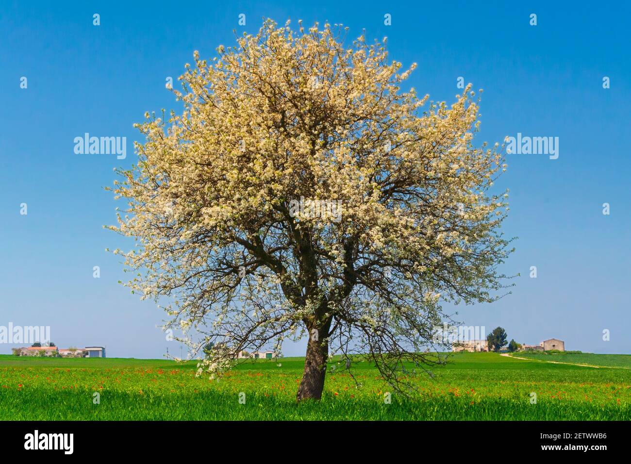Lone tree in bloom over corn field unripe with clouds sky in Apulia ...