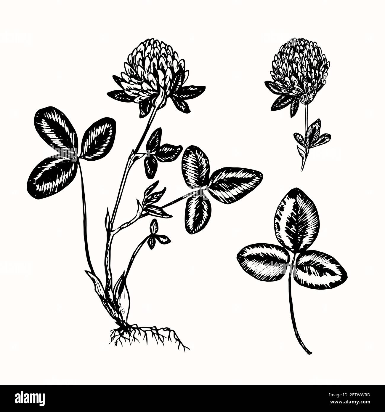 Plant With Roots Drawing