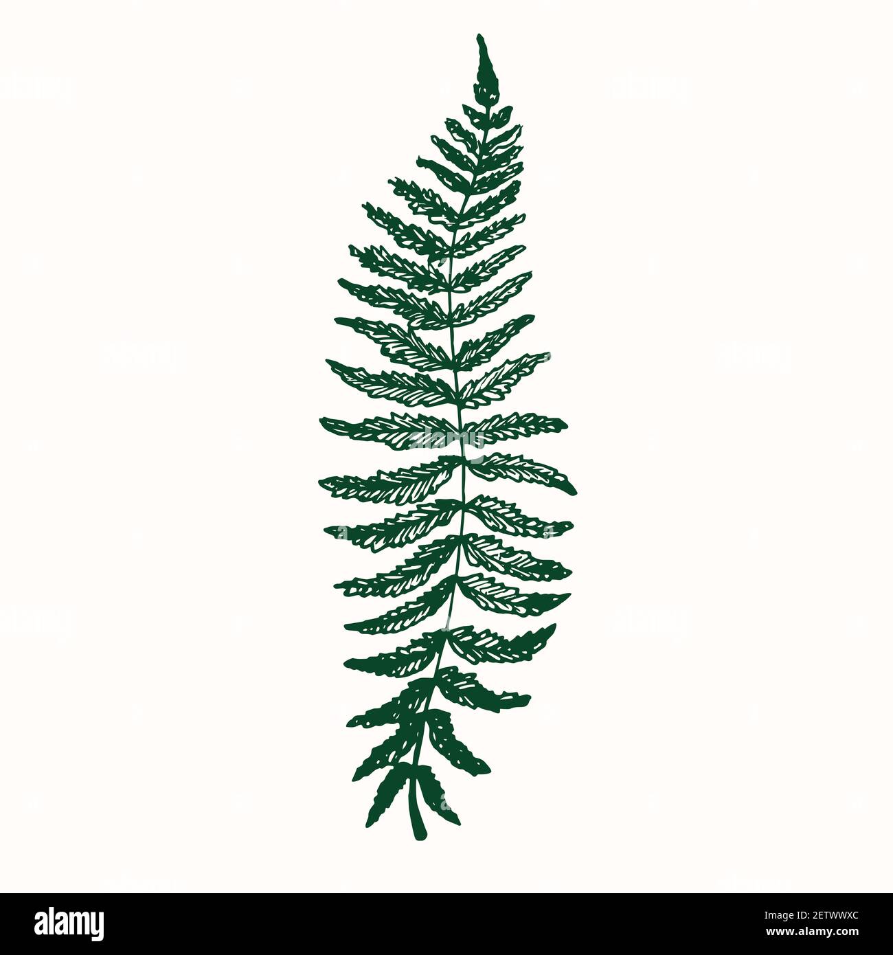 Fern leaf, doodle black ink drawing, woodcut style Stock Photo - Alamy