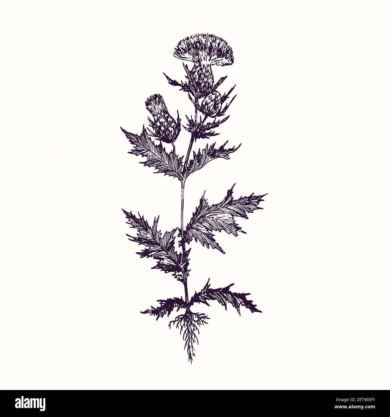 The field milk thistle Cut Out Stock Images & Pictures - Alamy