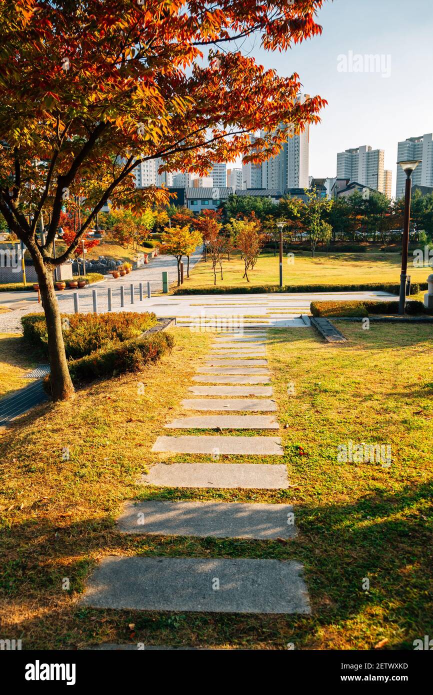 Maple leaf in suwon hi-res stock photography and images - Alamy