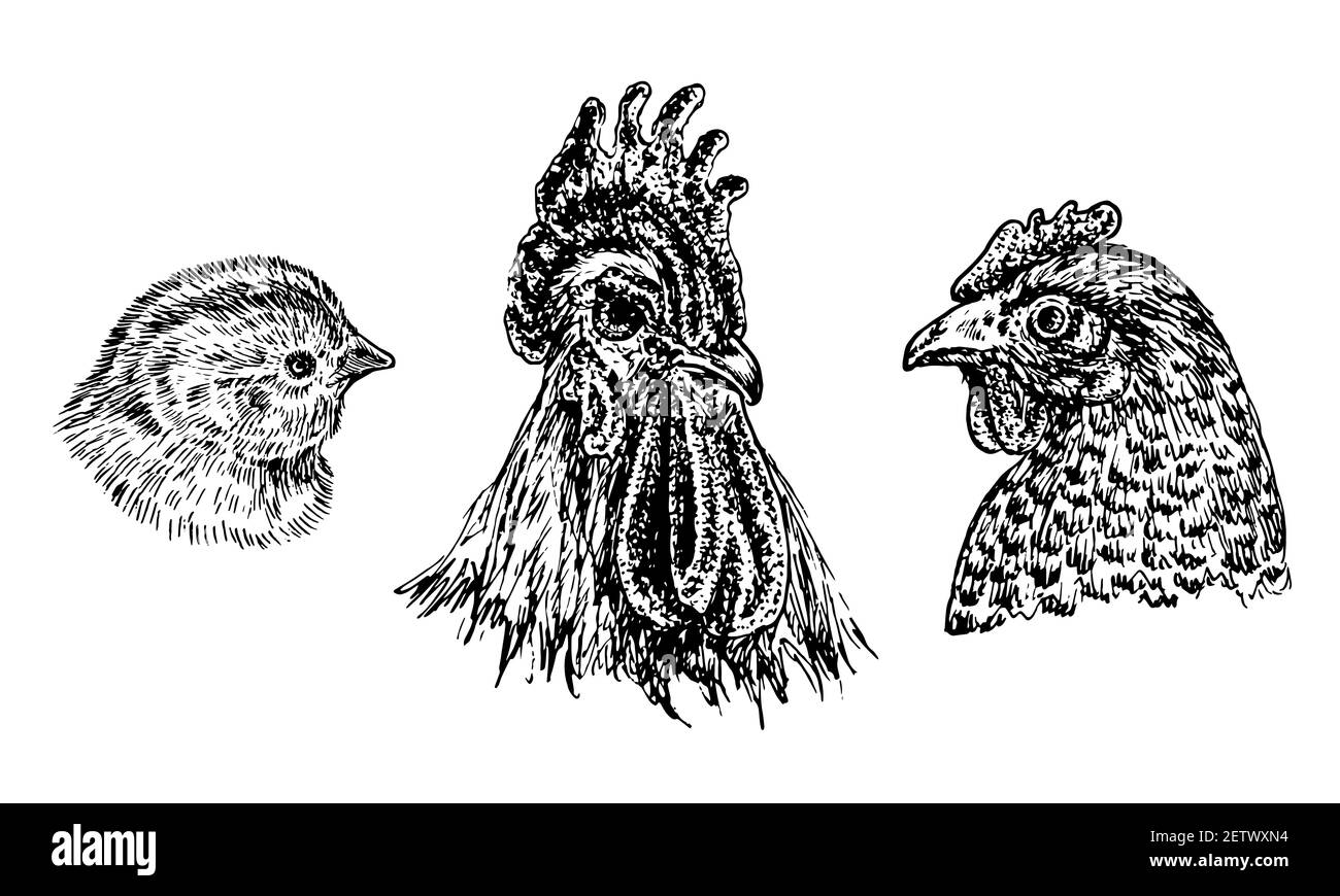 Chicken poult, rooster and hen face portrait, set, doodle drawing ...