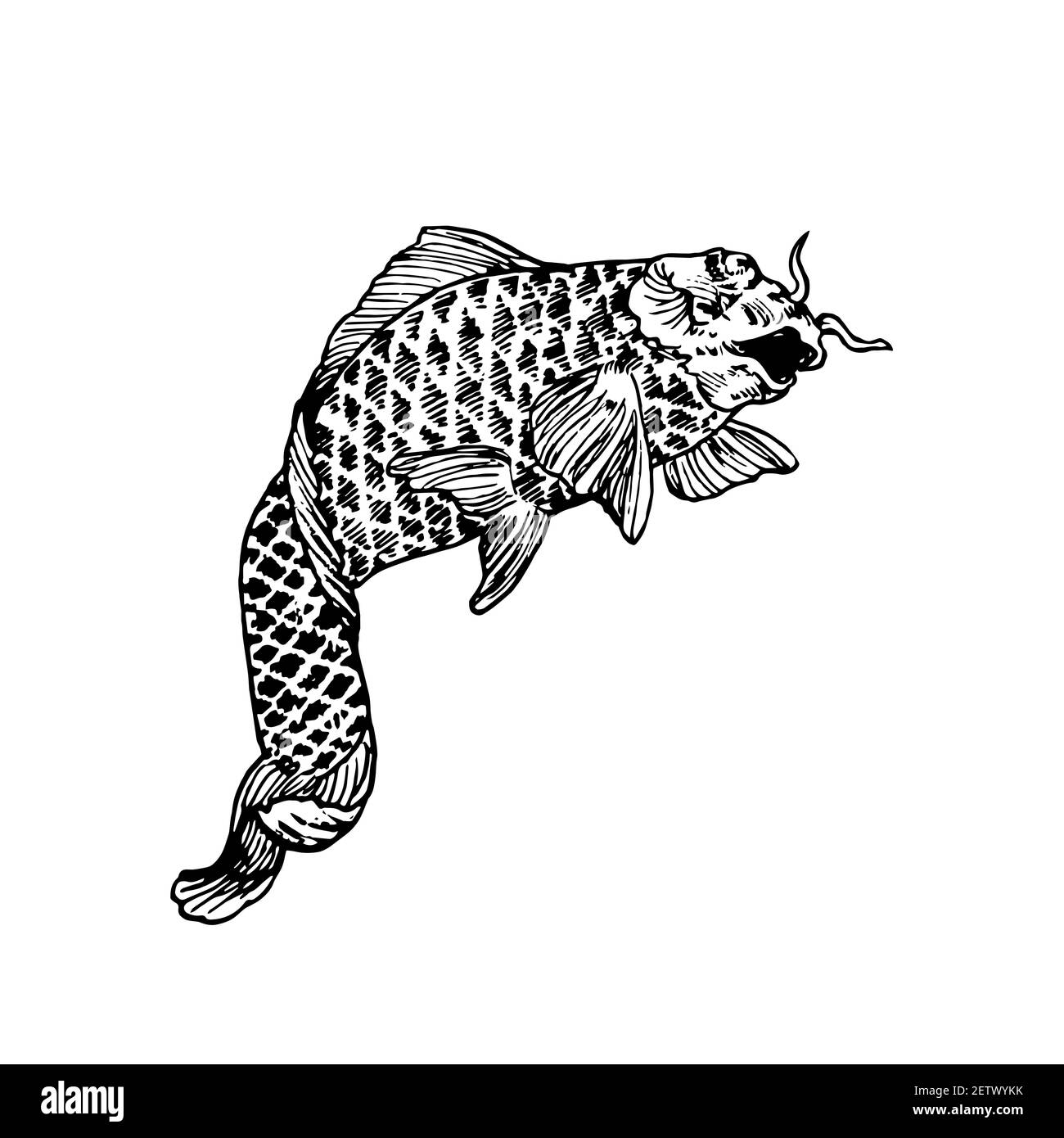 Carp fish, hand drawn doodle black ink drawing, woodcut style Stock ...