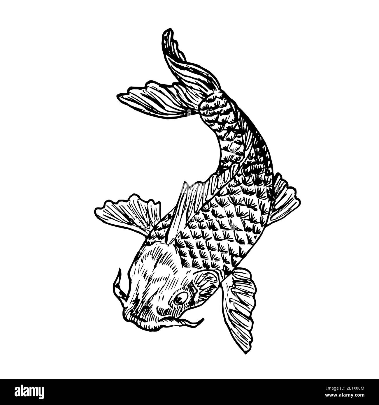 Carp fish, hand drawn doodle black ink drawing, woodcut style Stock ...