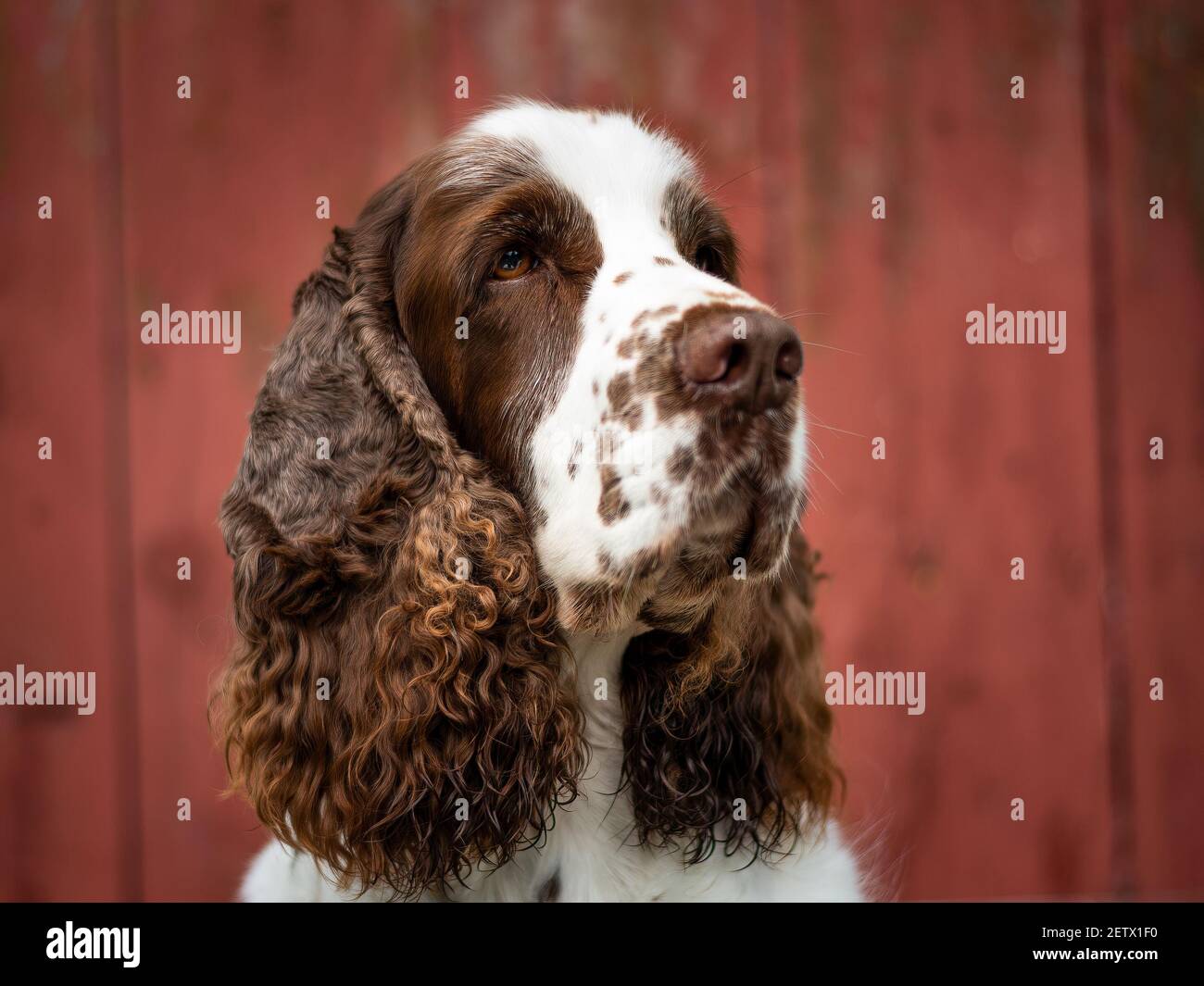 Dog portrait with negative space, eye contact Stock Photo - Alamy
