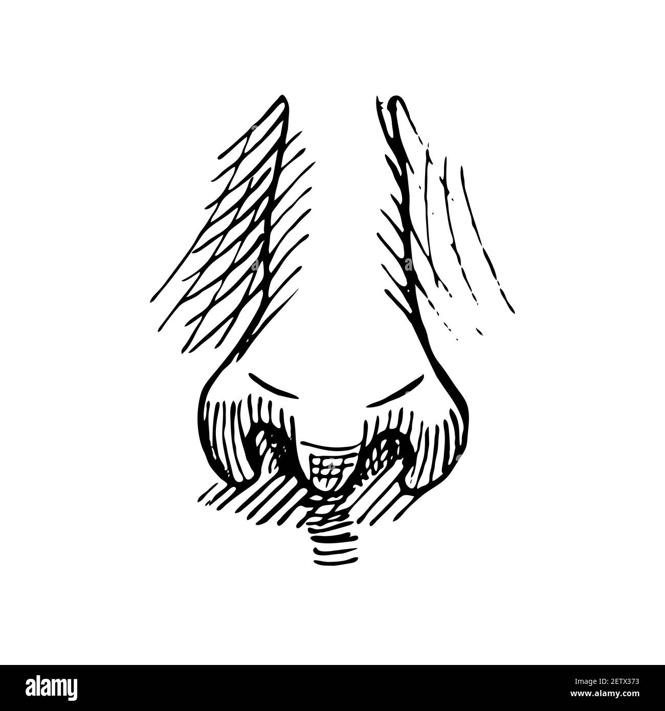 Nose, doodle black ink drawing, woodcut style Stock Photo - Alamy