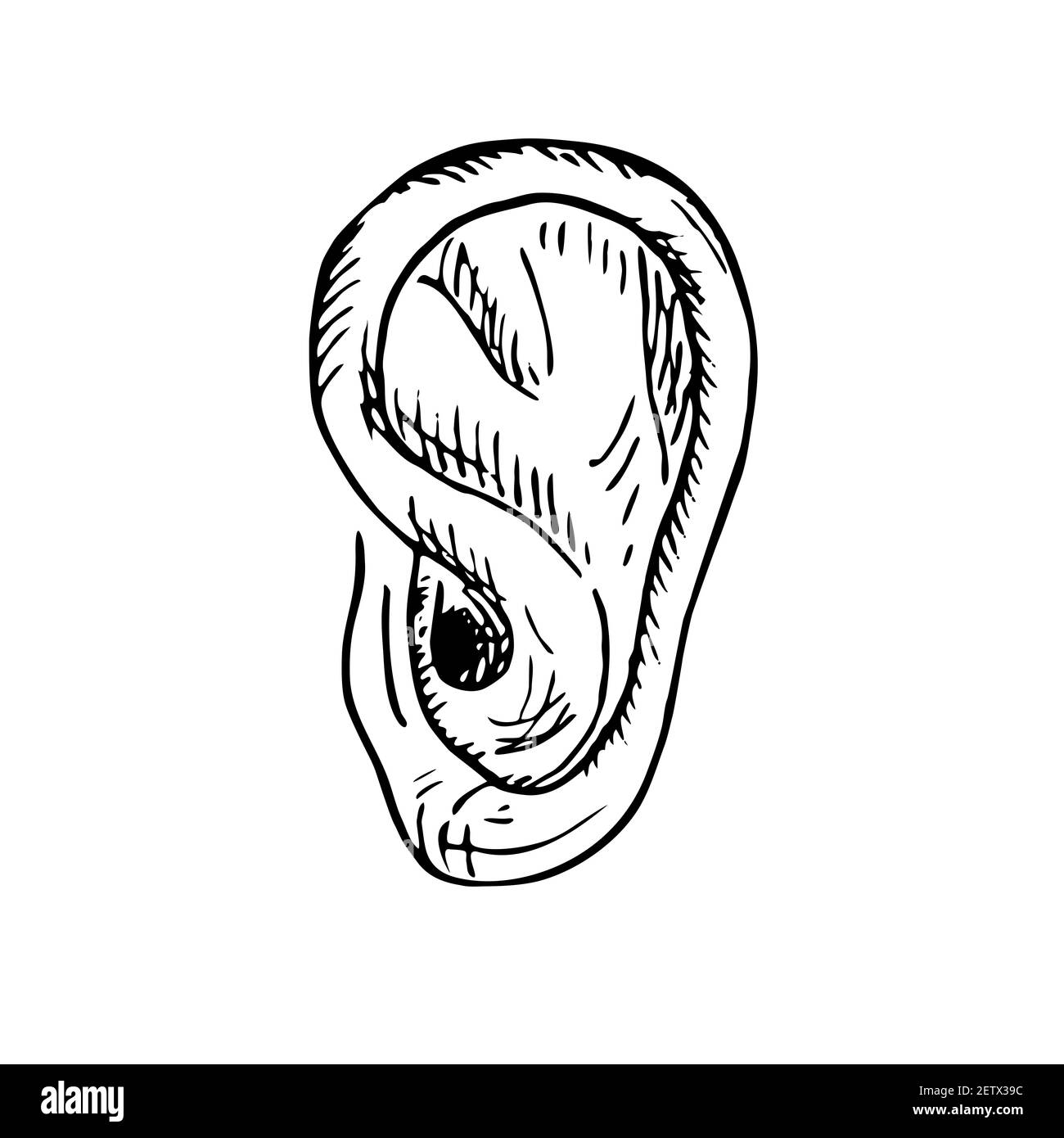 Ear, doodle black ink drawing, woodcut style Stock Photo - Alamy