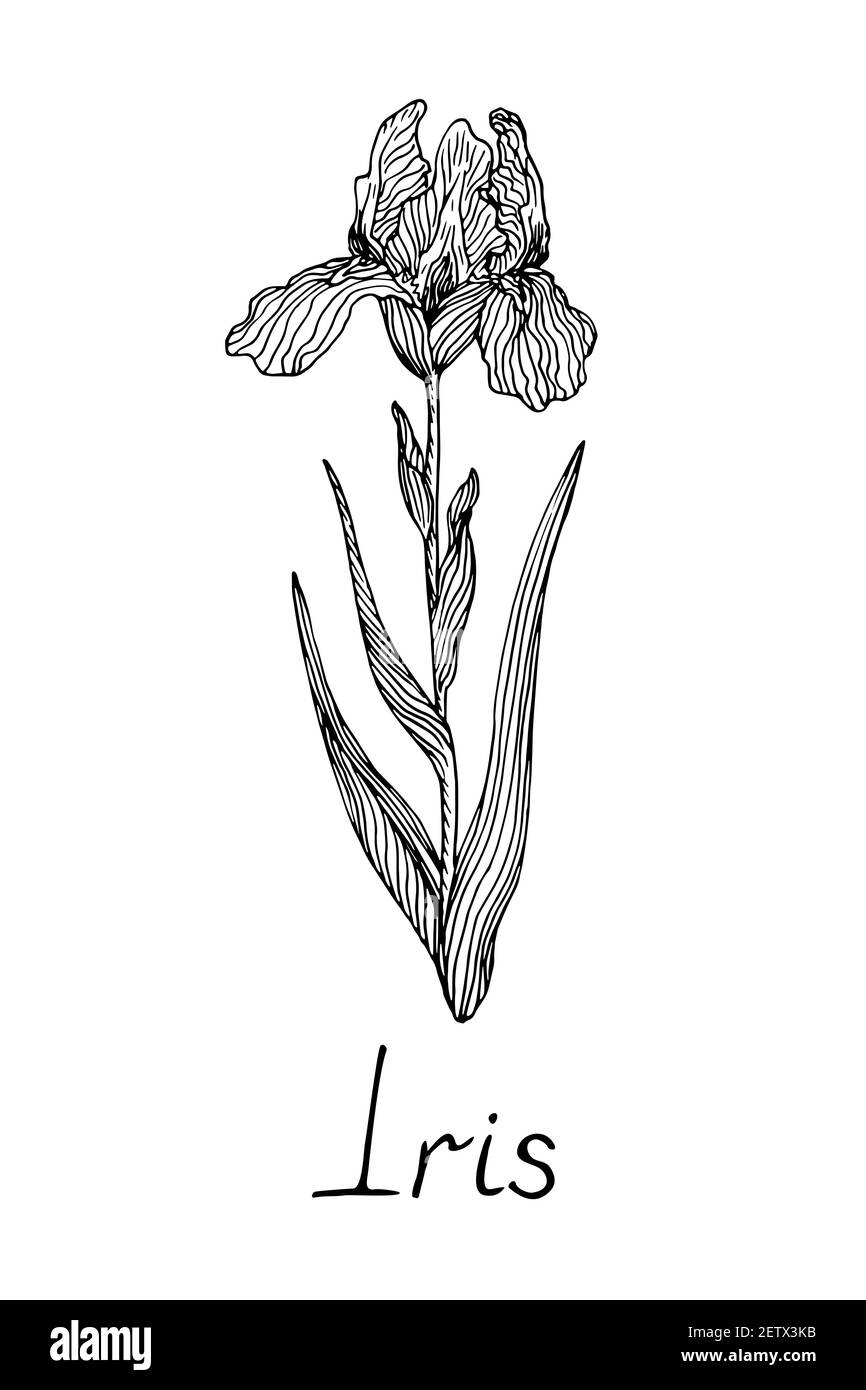 Iris flower, doodle black ink drawing with inscription, woodcut style ...