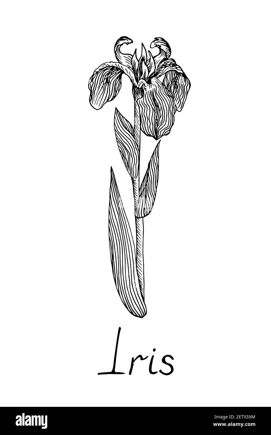 Iris flower, doodle black ink drawing with inscription, woodcut style ...