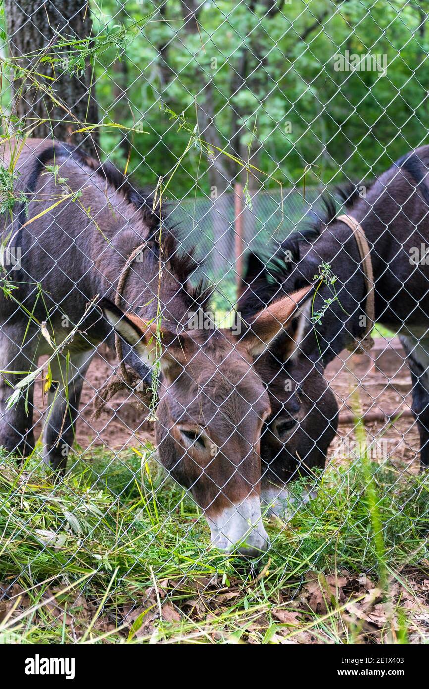 Two donkey eat grass behind the fence Stock Photo - Alamy