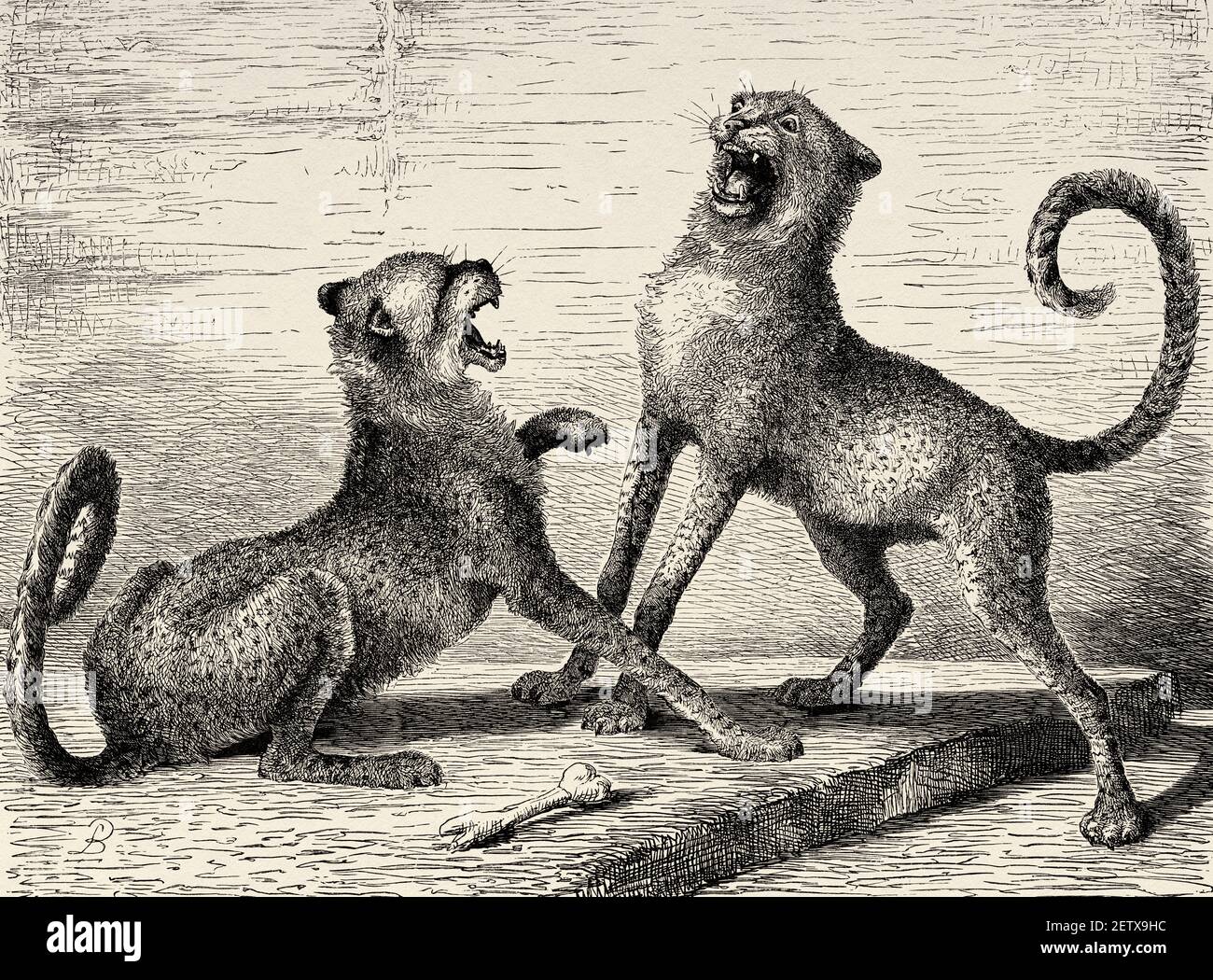 Ancient wild cat hi-res stock photography and images - Alamy