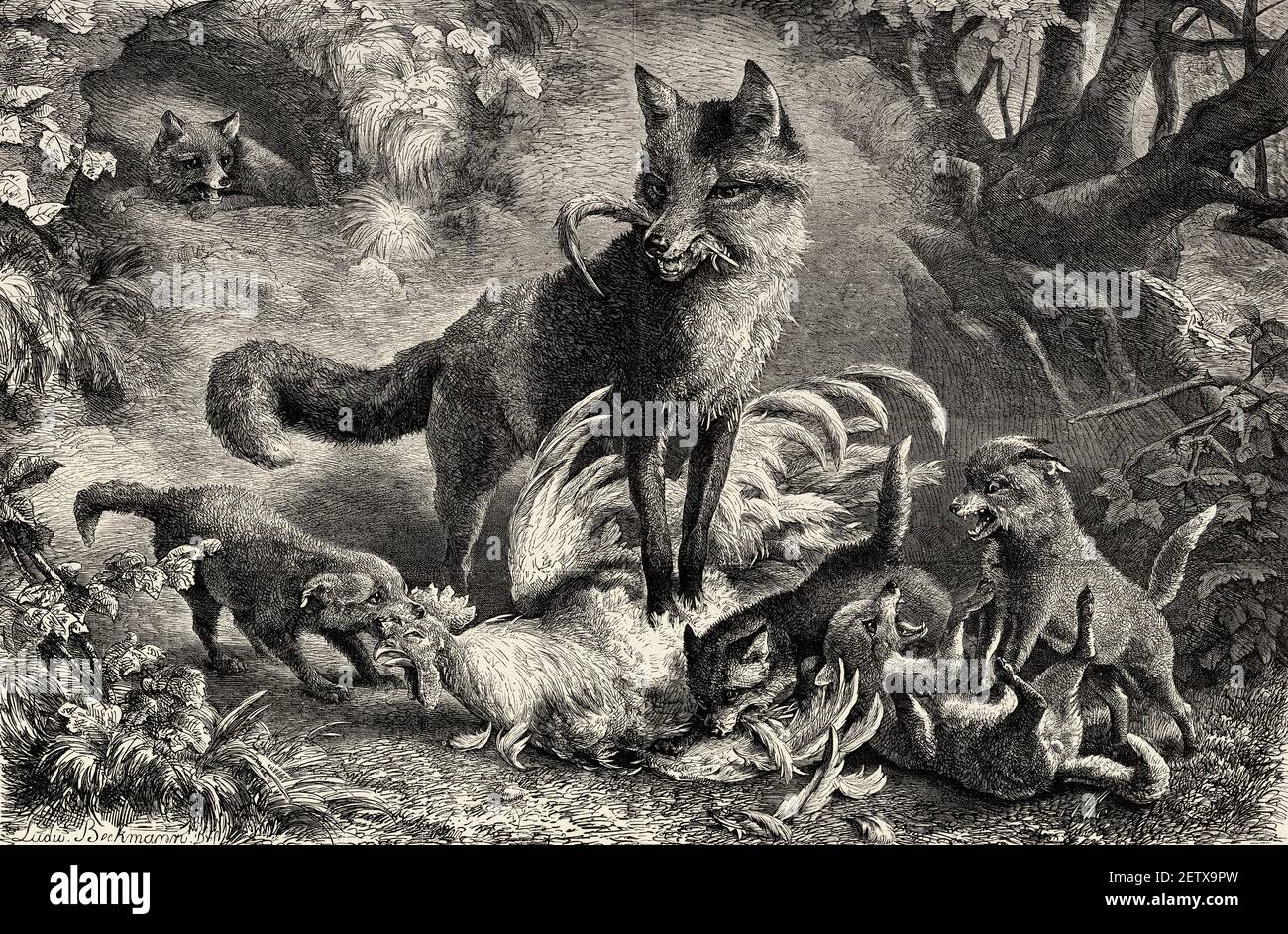 Fox family (Vulpini) killing a cock in the field. Carnivorous mammals ...