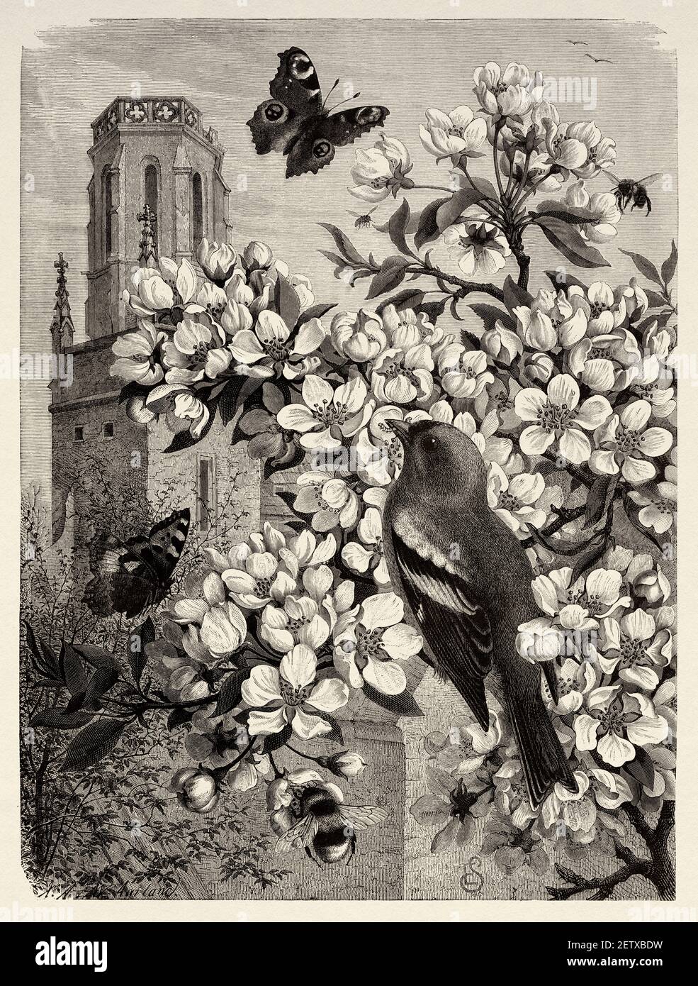 The Spring. Springtime illustration with animals and flowers. Old 19th ...