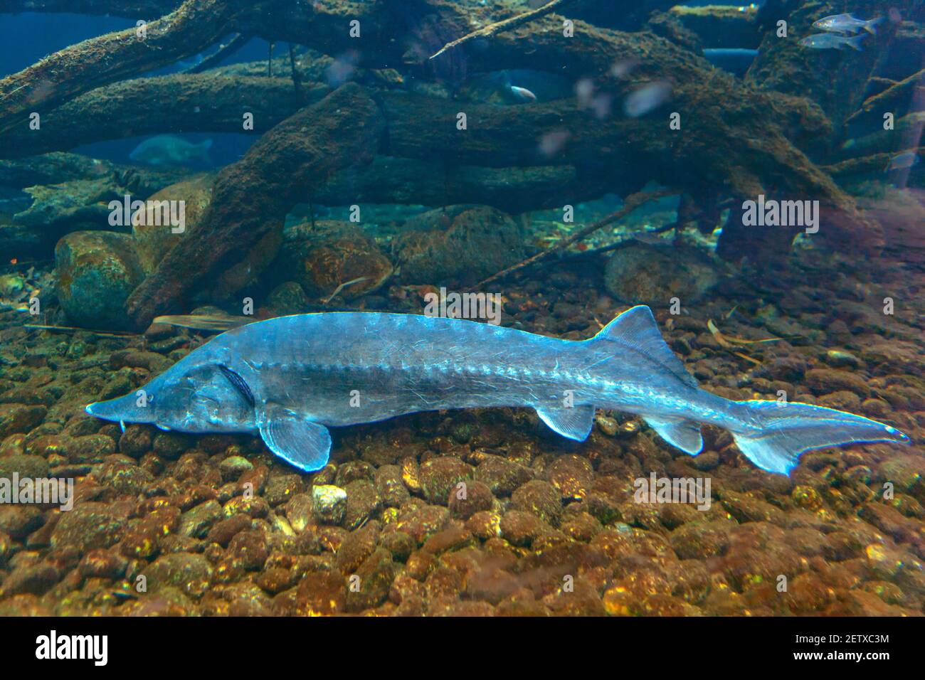 Atlantic salmon swimming in river hi-res stock photography and images ...