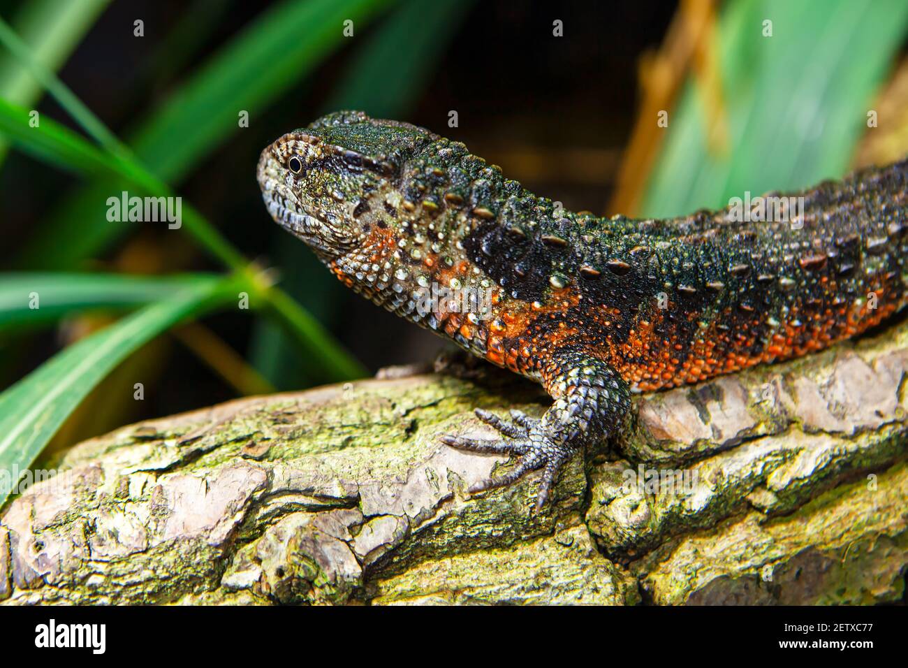 Chinese Crocodile Lizard . Reptile Shinisaurus Crocodilurus Stock Photo ...