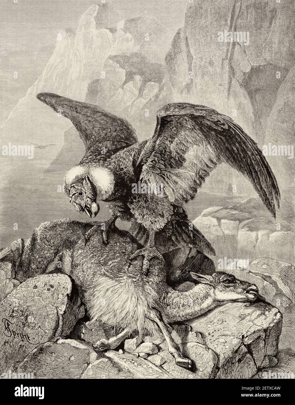 Andean Condor Drawing