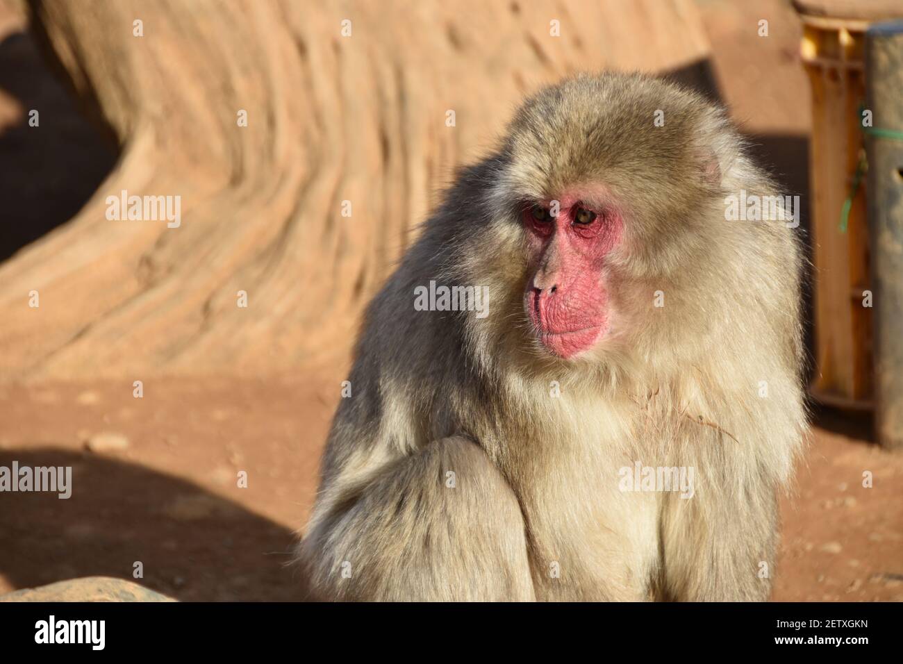 Monkey outdoors hi-res stock photography and images - Alamy
