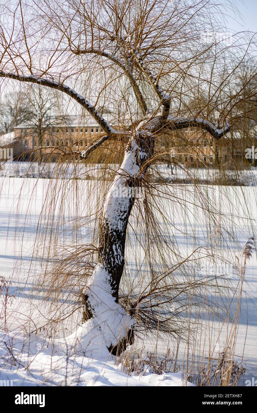 Winter barren branches of tree with bask covered in snow leaning over ...