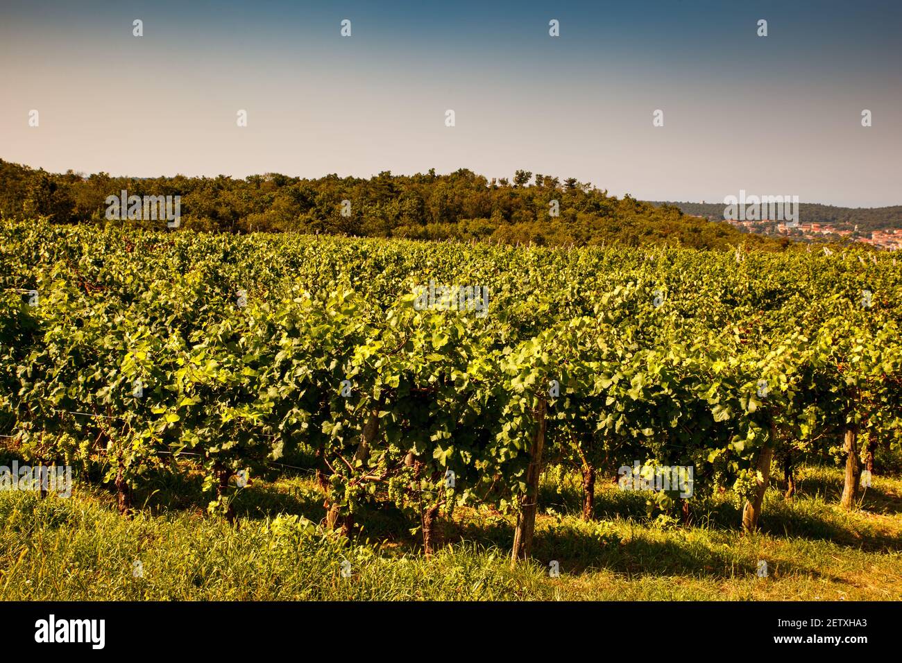 View of italian vineyard in the Trieste Karst at the summer season ...