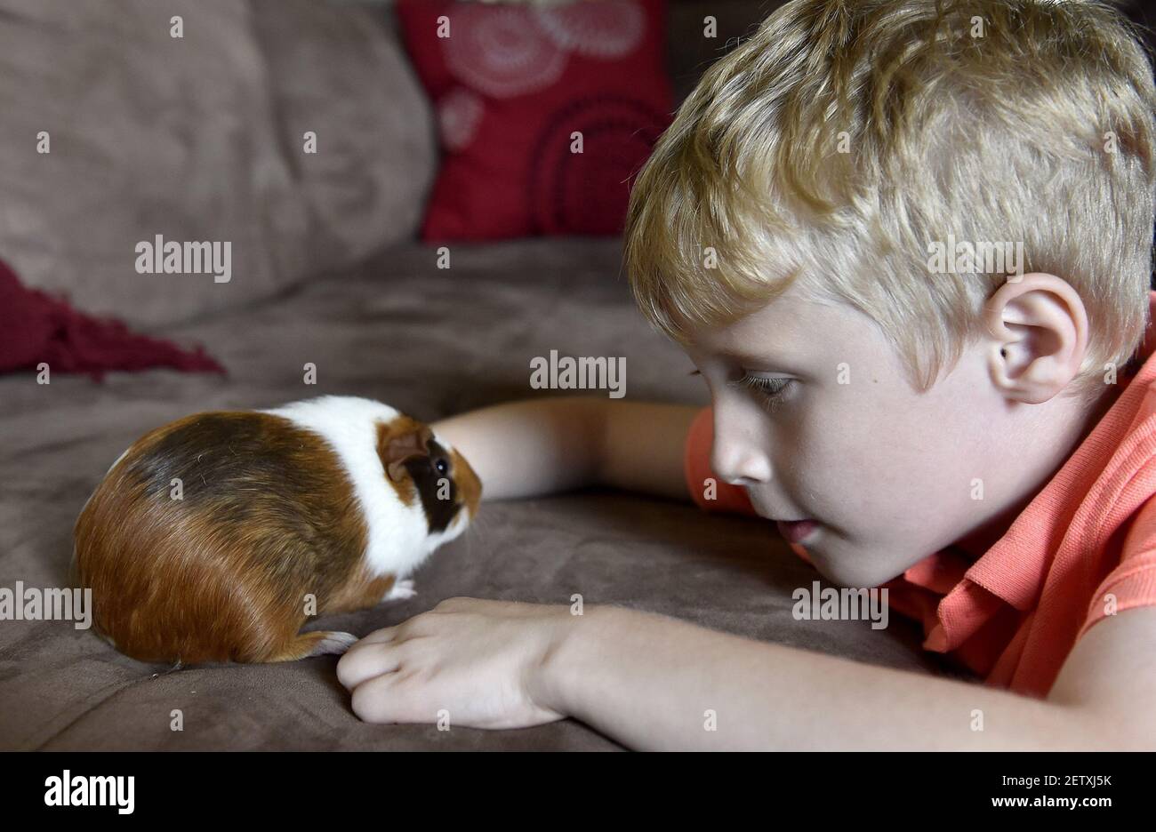 The Anderson's son Aiden plays with his pet guinea pig. (Photo by Jill ...