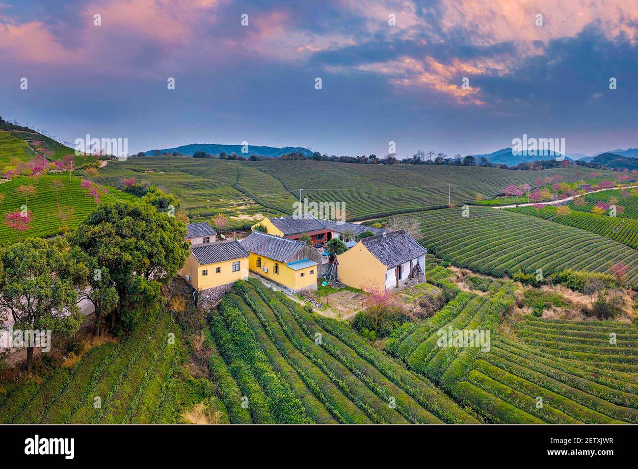 Red and pink cherry blossoms complement each other with green lines in ...