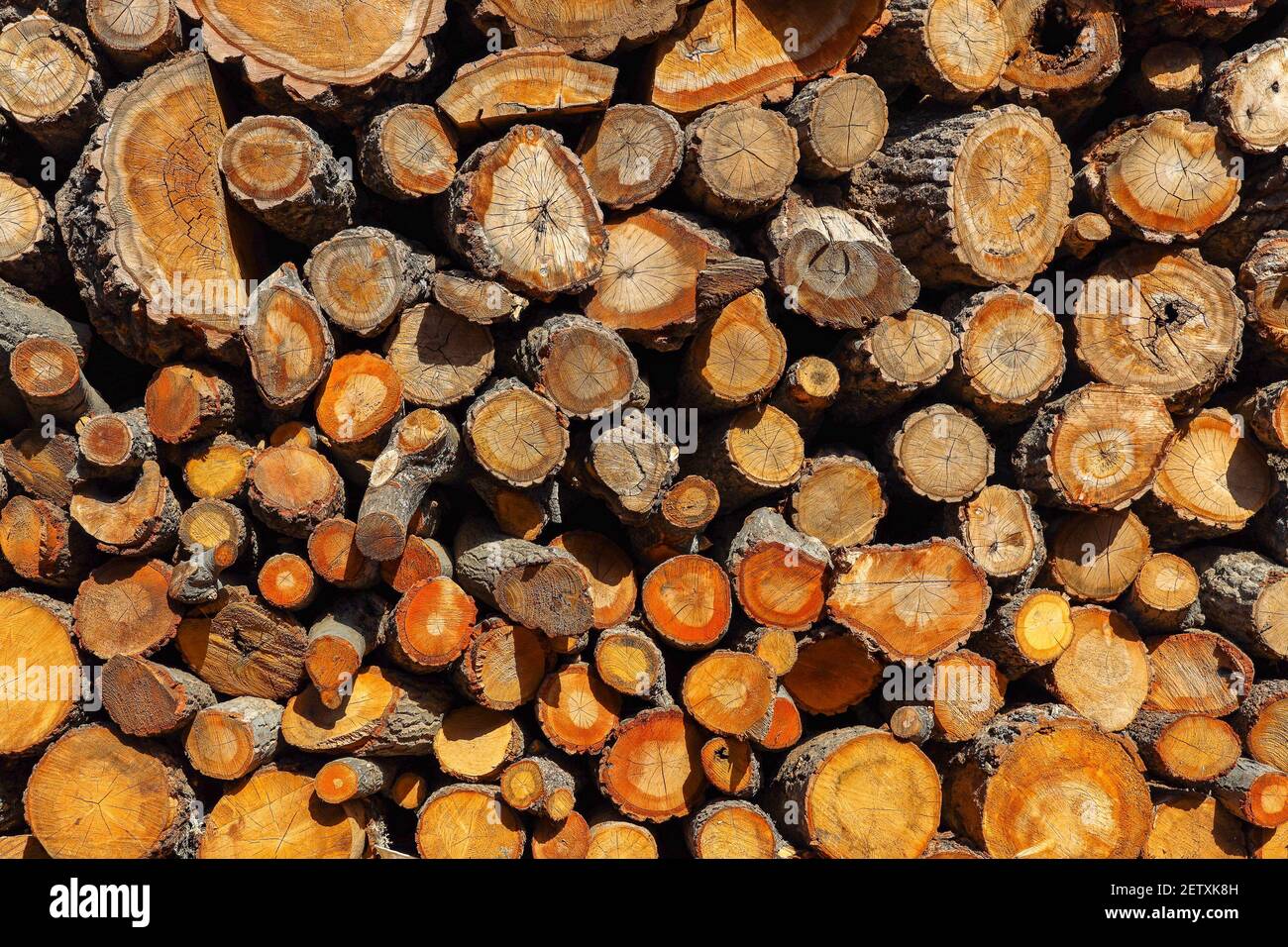Freshly cut tree wooden logs piled up on the ground. Deforestation ...