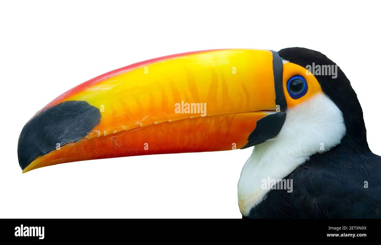 Wild toucan bird animal hi-res stock photography and images - Alamy