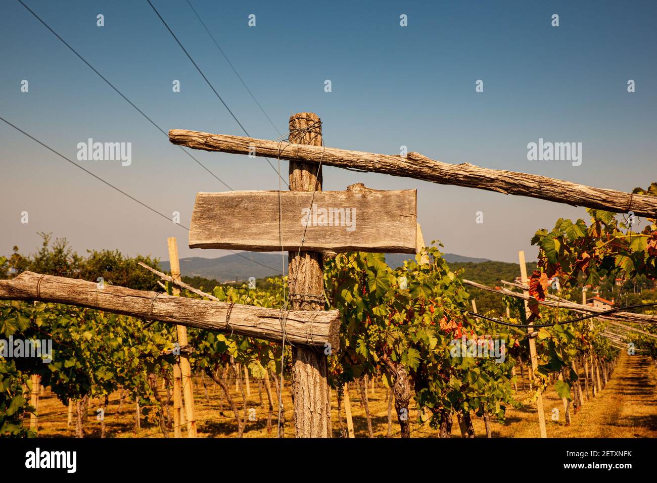 View of a fence with wooden sign in a italian vineyard in the Trieste ...