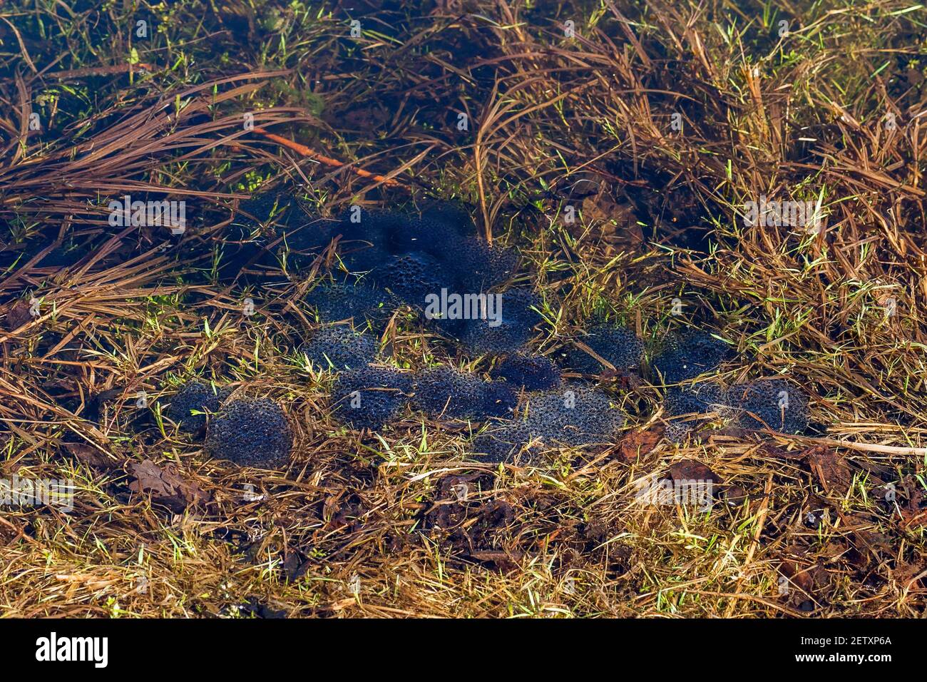 Frog roe hi-res stock photography and images - Alamy