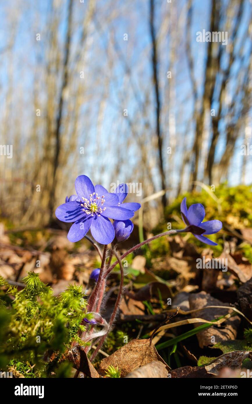 Liverleaf flower in the woods Stock Photo - Alamy