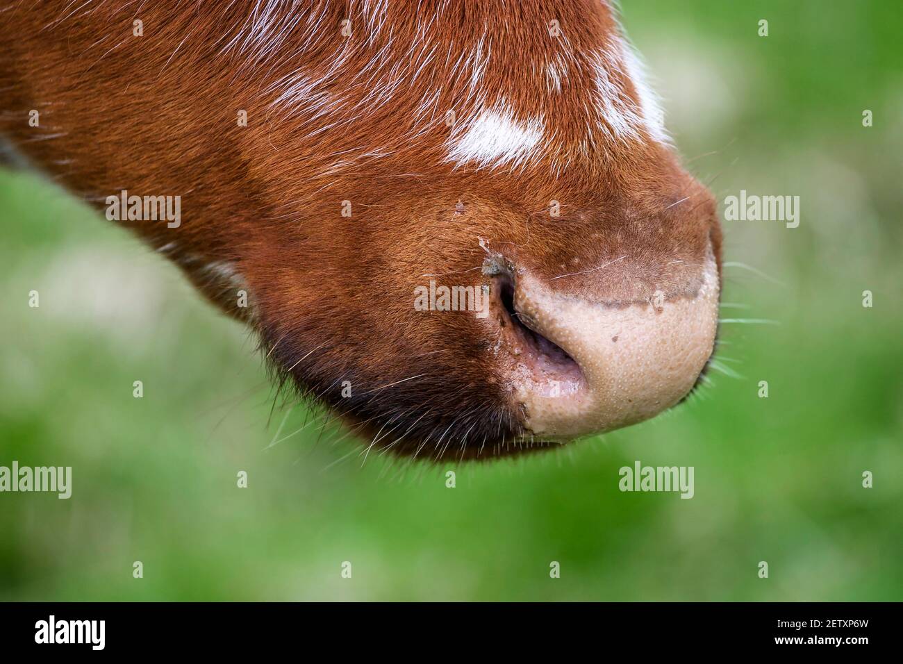 Muzzle nose cow hi-res stock photography and images - Alamy