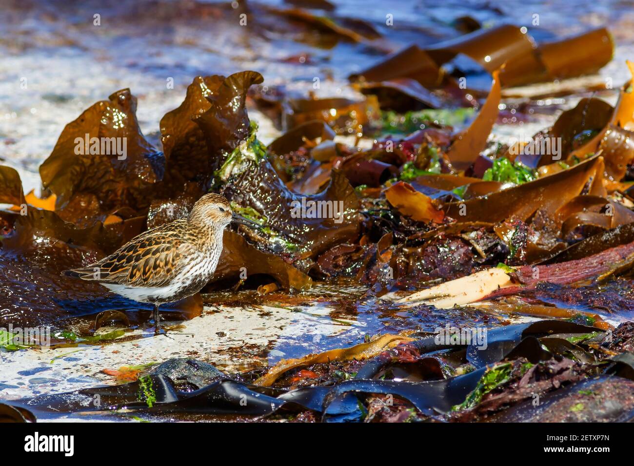 Dunlin bird on a sandy beach and seaweed Stock Photo - Alamy
