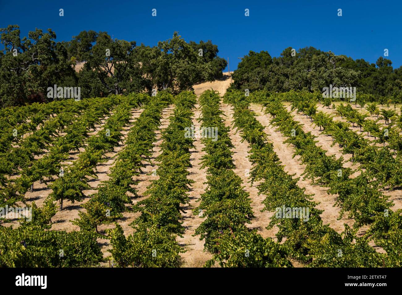 California rows hi-res stock photography and images - Alamy