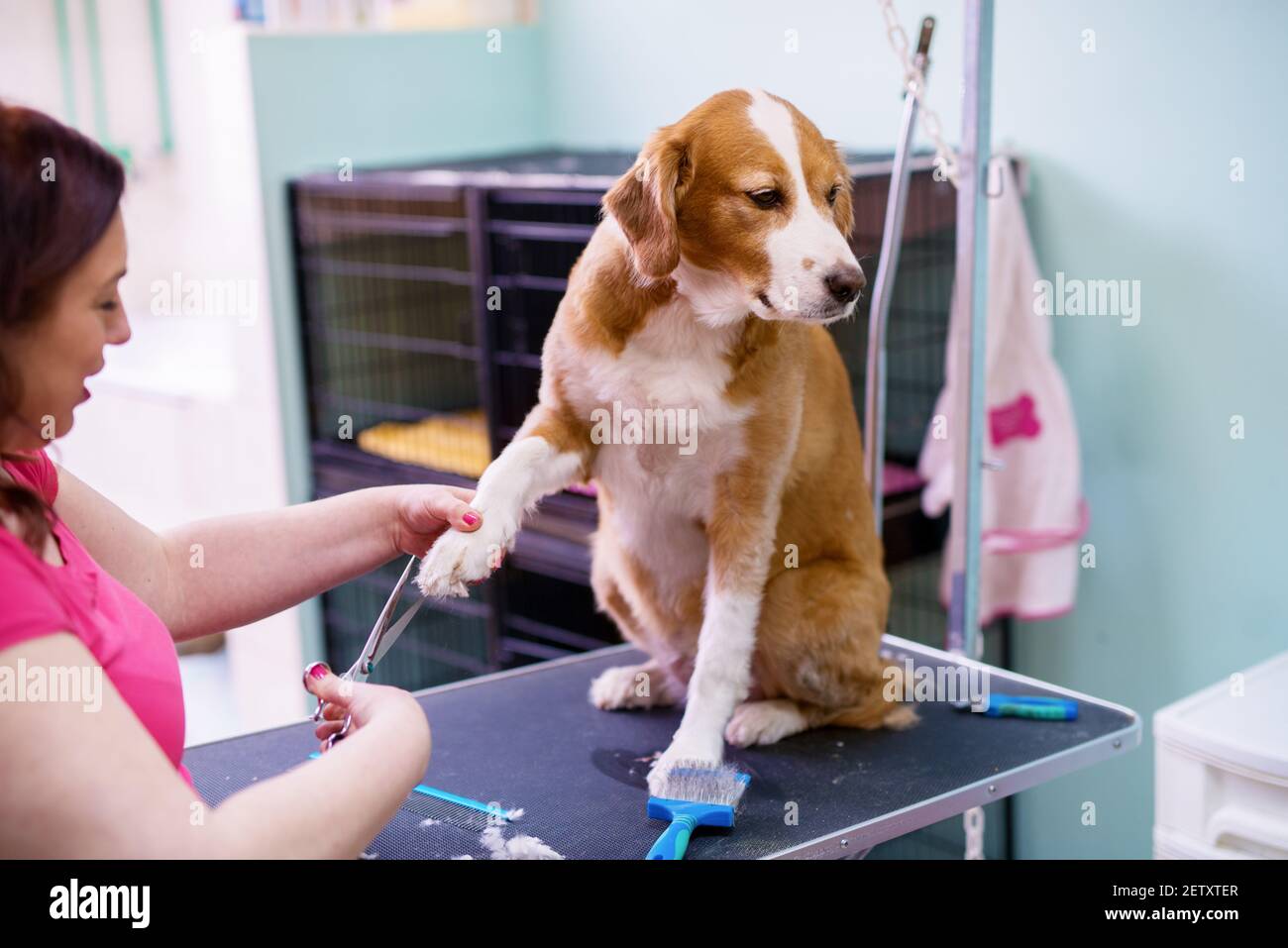 Cute little brown and white dog is having his fur cut on a paw by a ...
