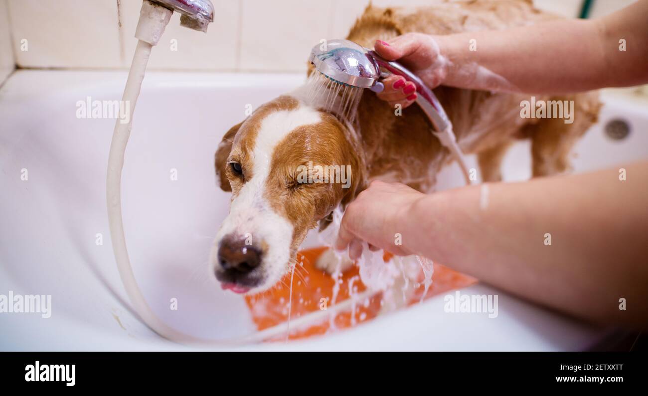 Young cute white and brown trying to avoid water while being washed ...