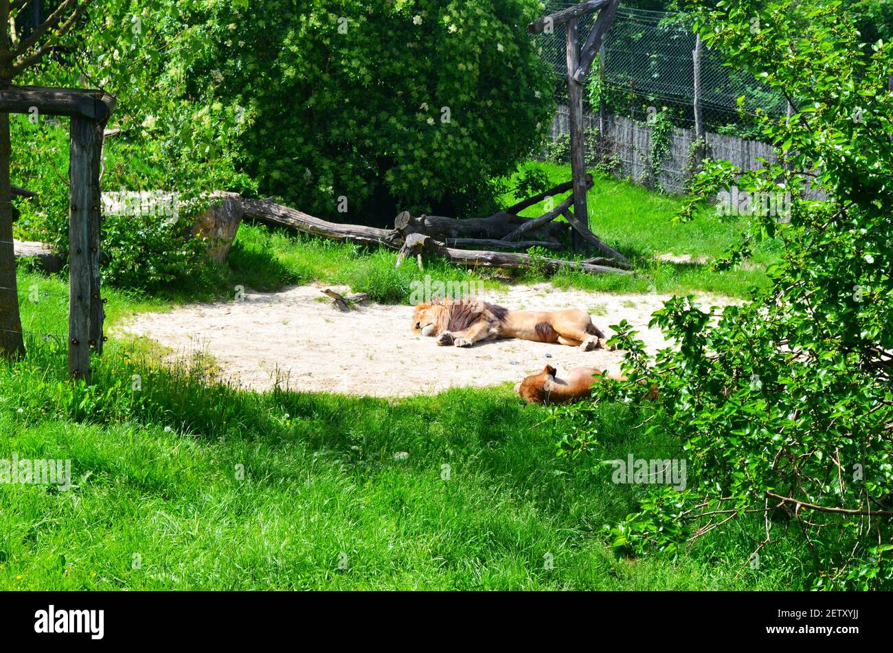 Medieval zoo hi-res stock photography and images - Alamy