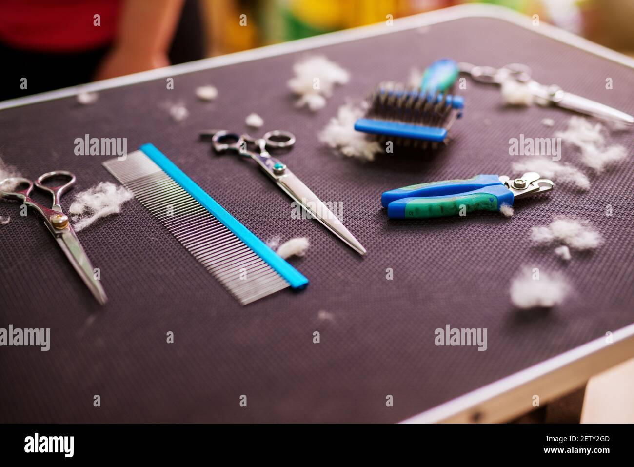 Animal hairdressing tools on a table surrounded by cut fur in an animal ...