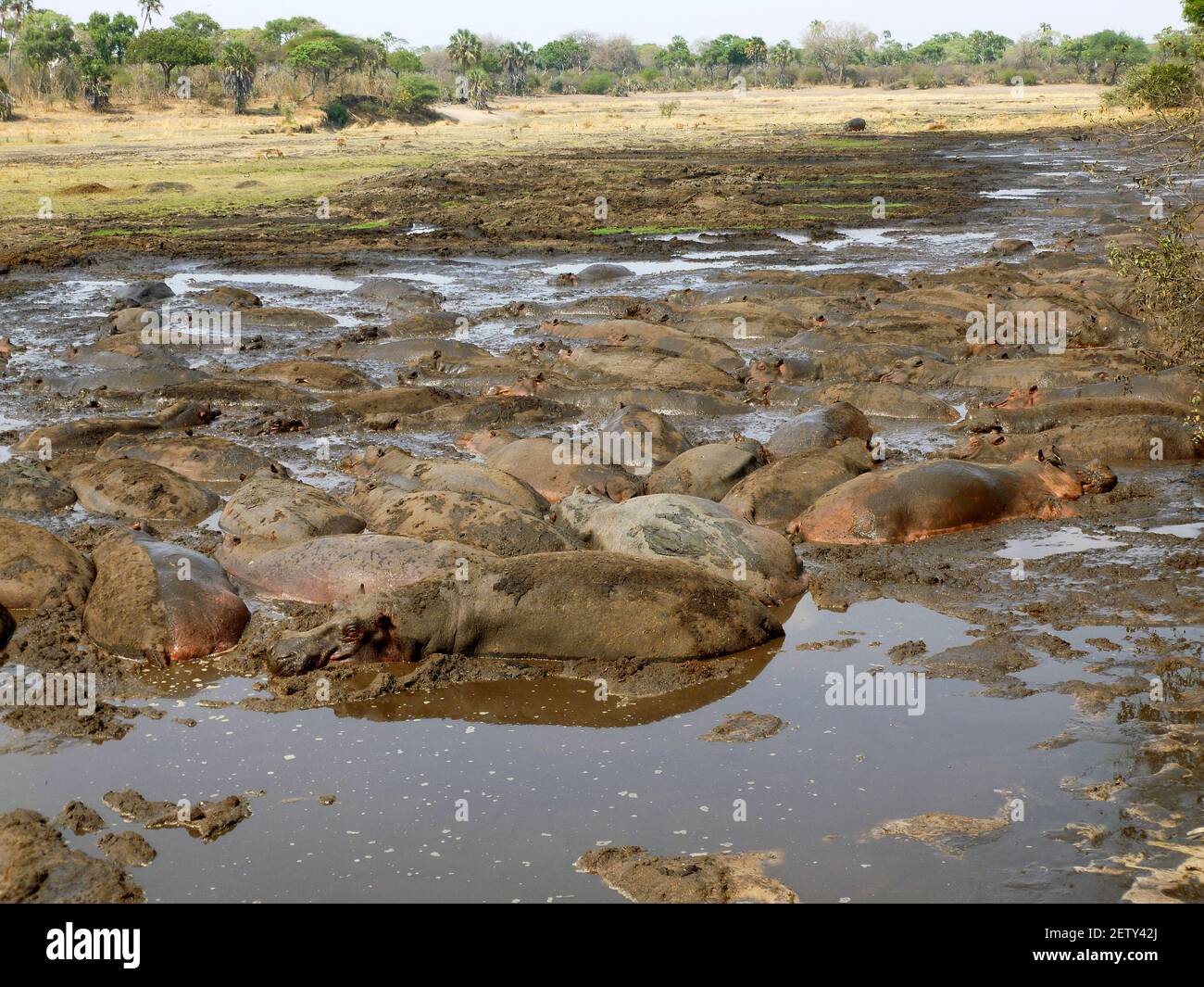 The Hippo Pools at Ikuu are a life-line to the Parks Hippos during the ...