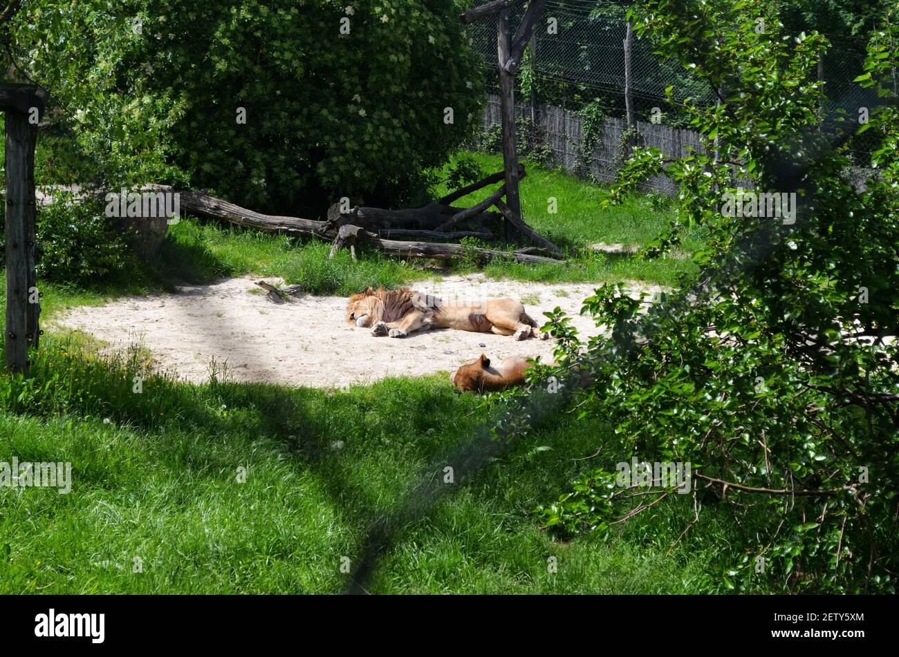 Medieval zoo hi-res stock photography and images - Alamy