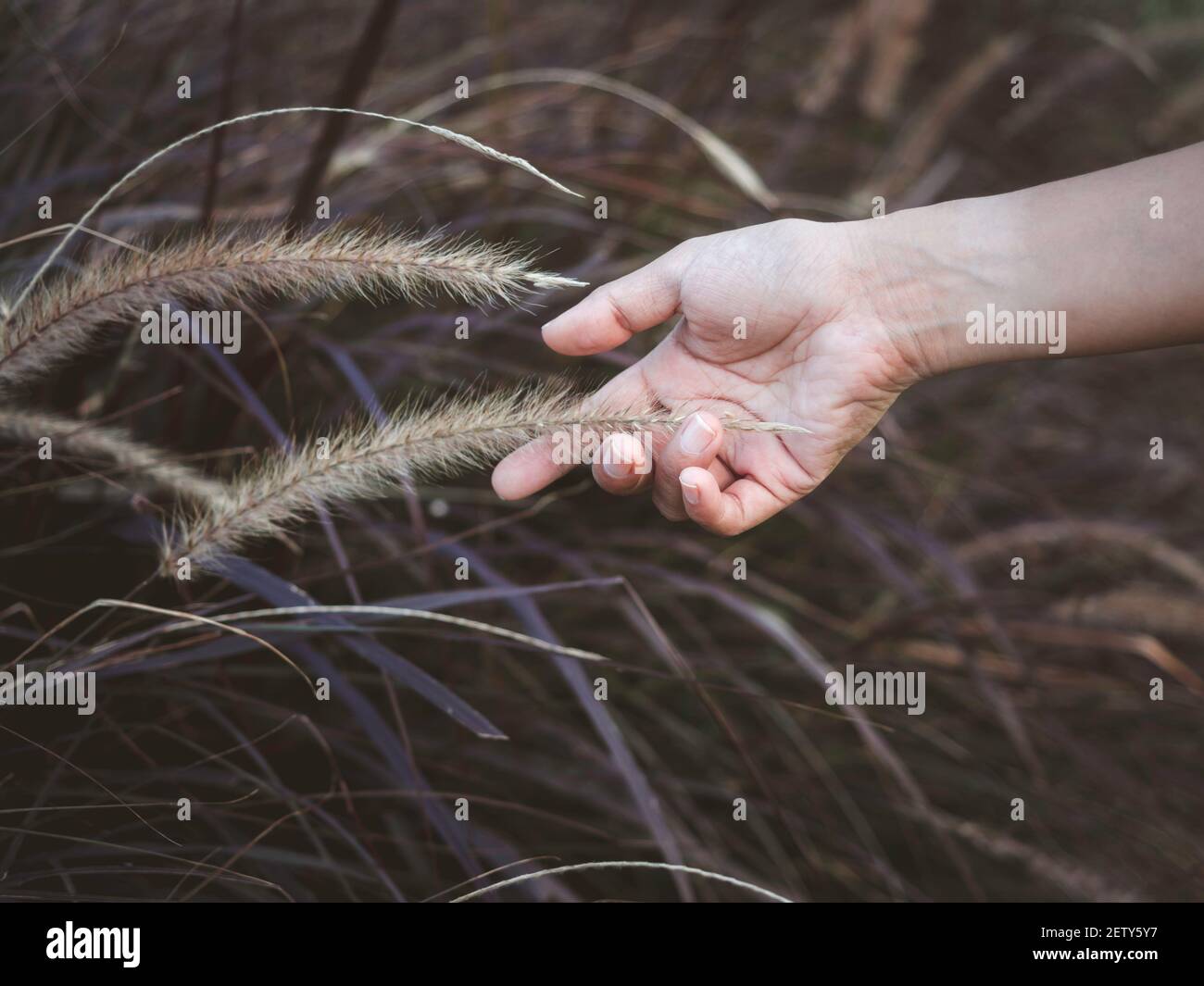 Woman's hand touching wild grass. Close up hand feeling the meadow ...