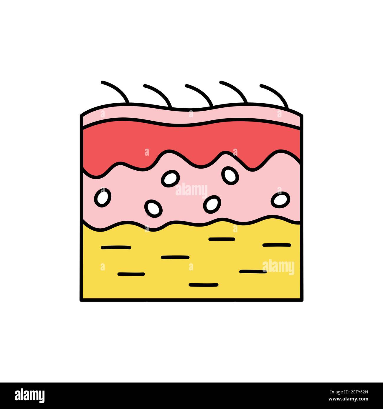 Human organ skin layer color line icon. Pictogram for web page, mobile ...