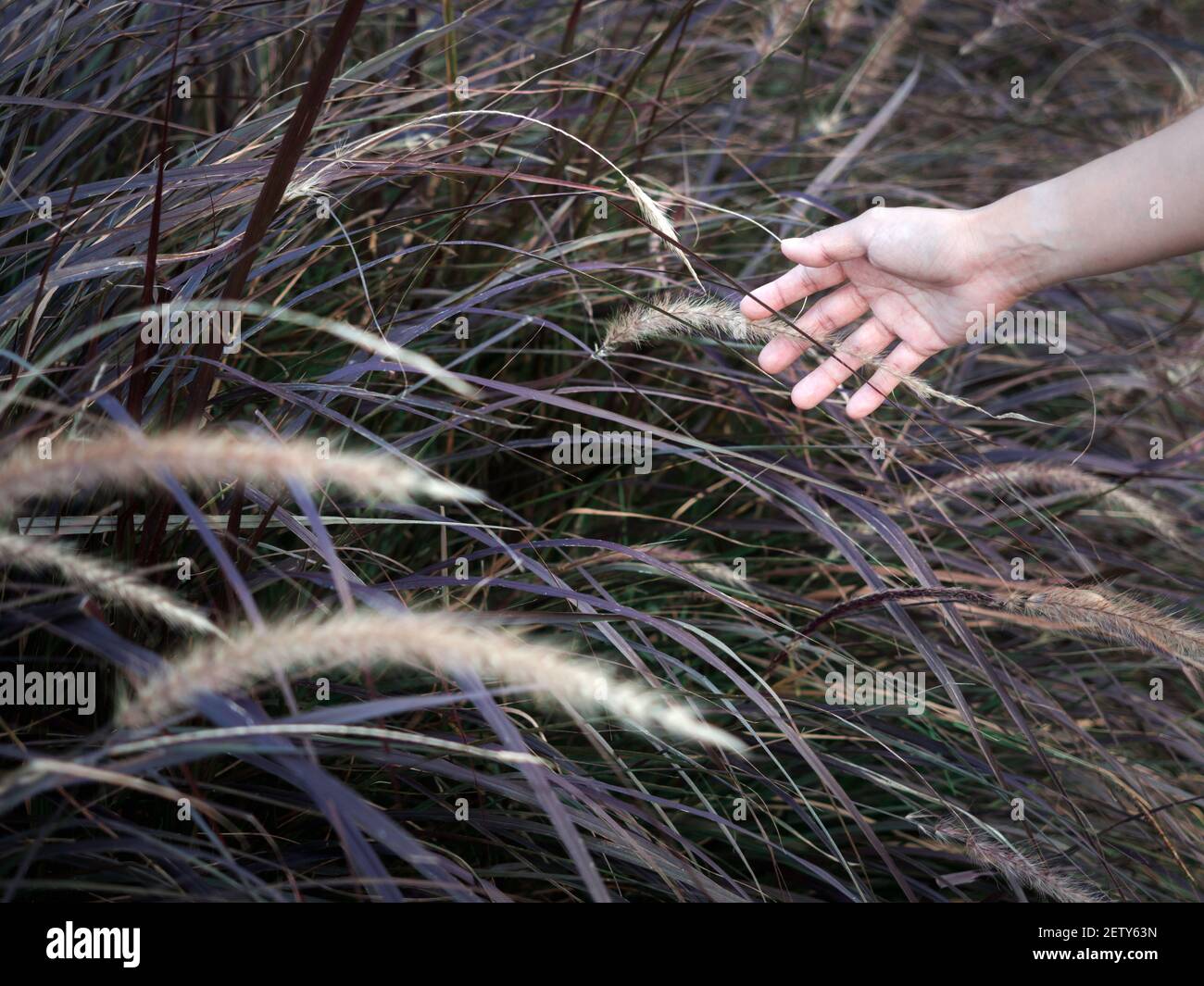 Human hand touching grass hi-res stock photography and images - Alamy