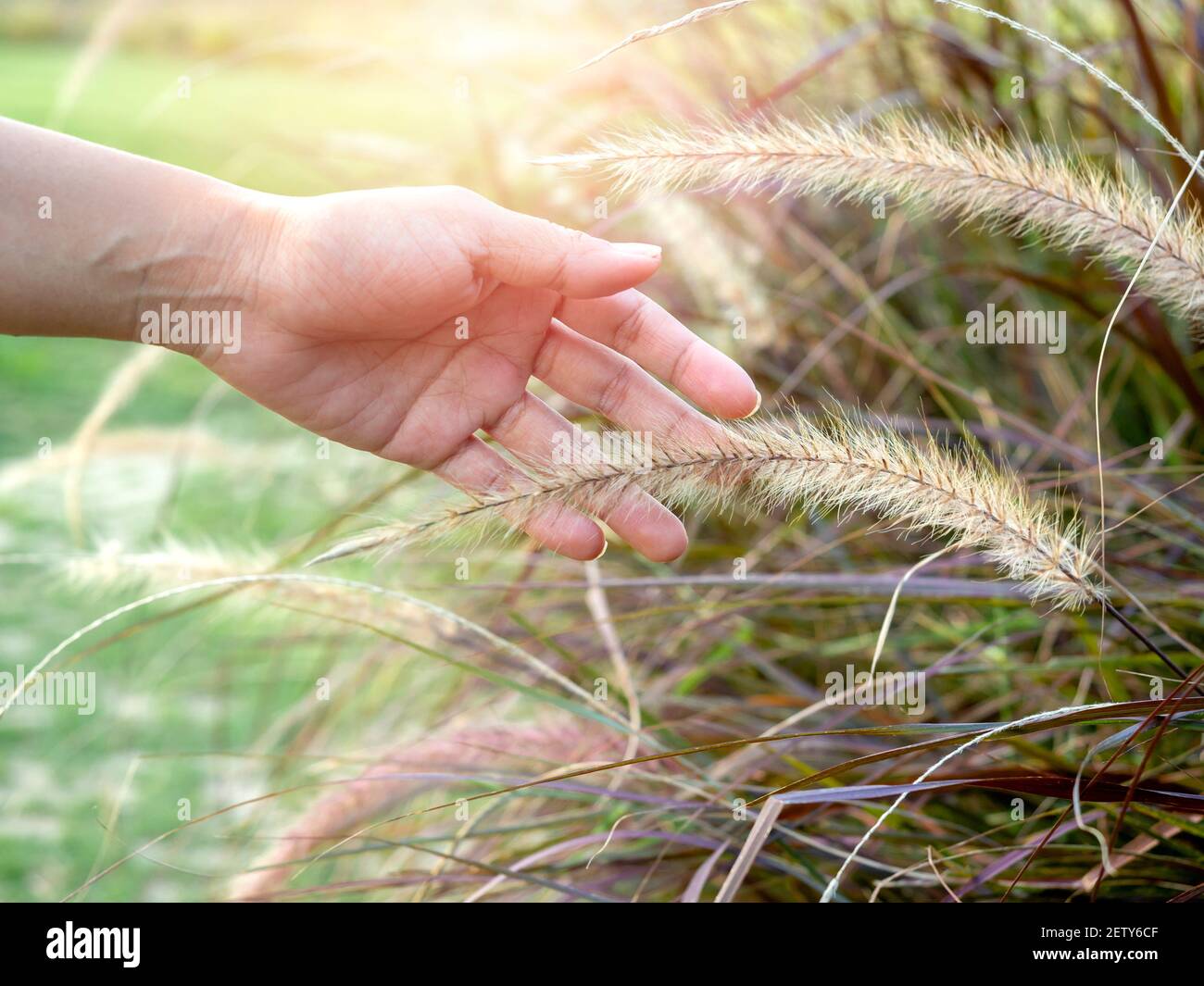 Woman's hand touching wild grass. Close up hand feeling the meadow ...