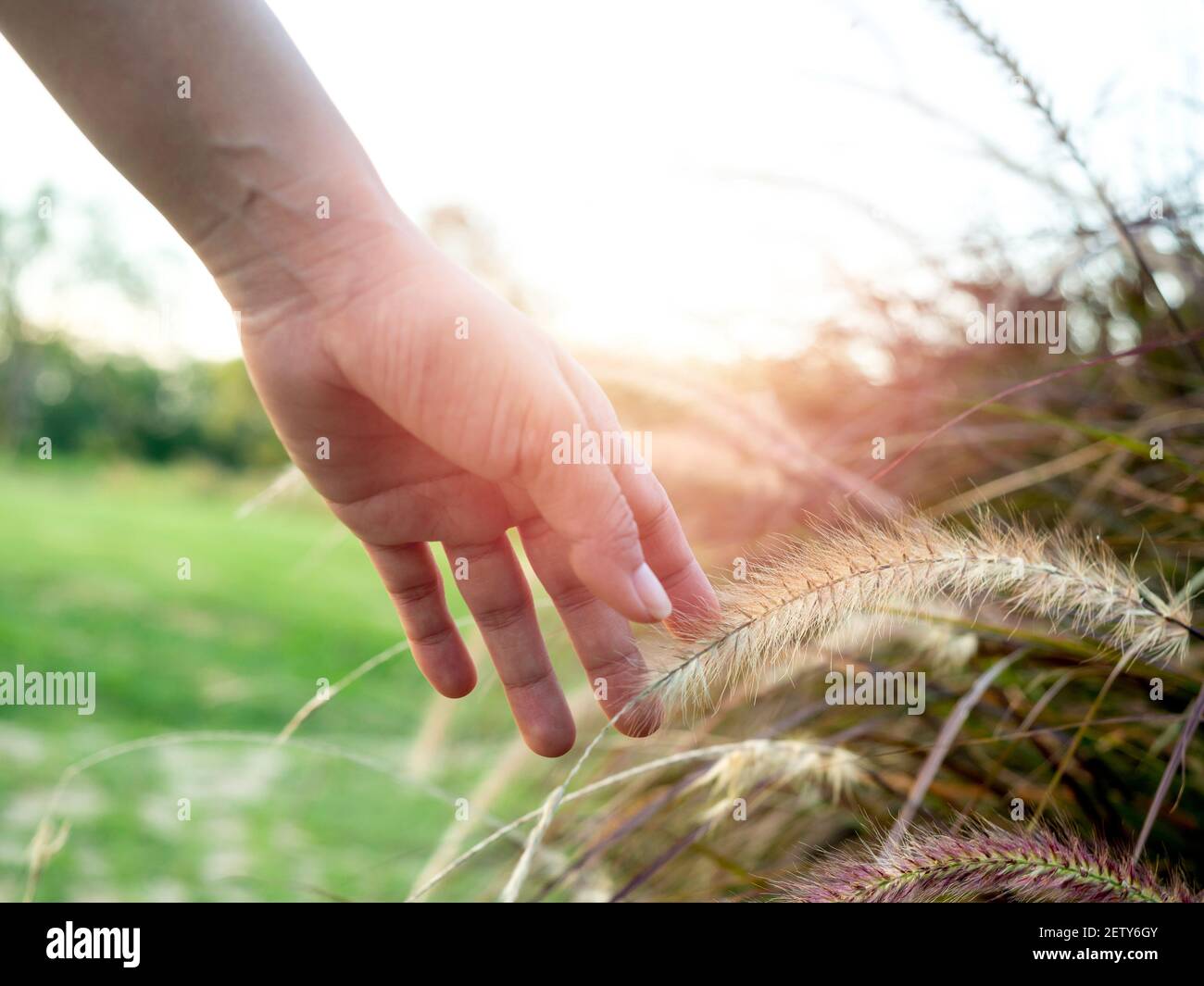 Woman sunrise touching grass hi-res stock photography and images - Alamy