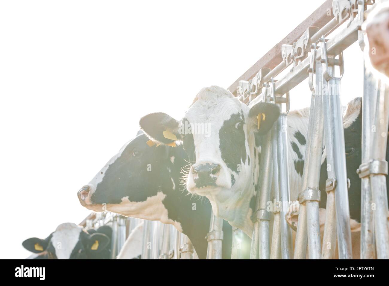 Black and white spotty cows on a farm Stock Photo - Alamy