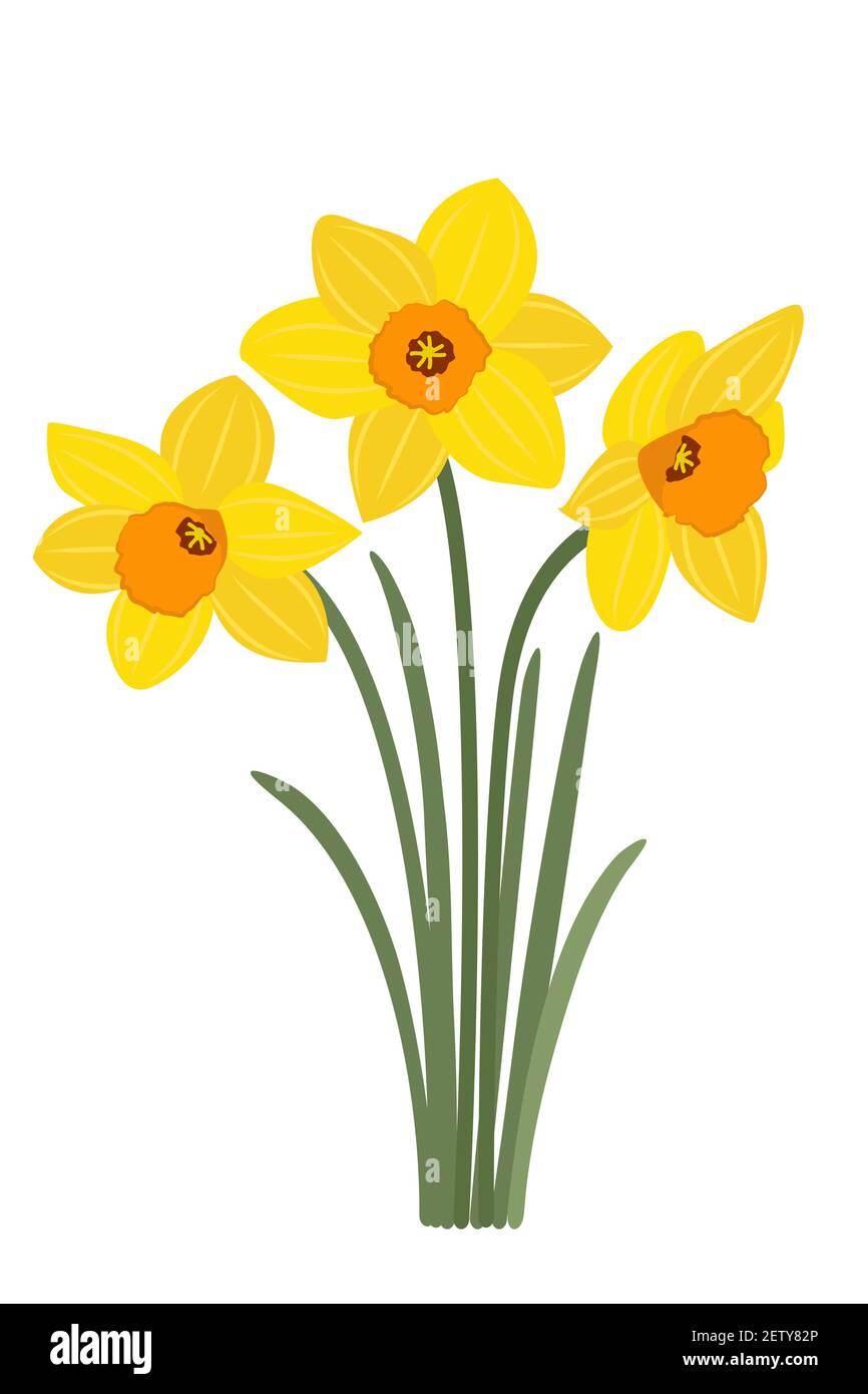 Yellow daffodils on a white background. Spring symbol, bouquet for ...