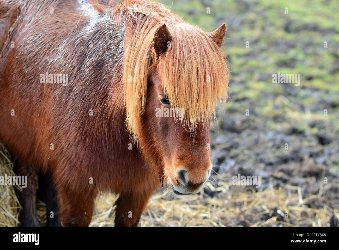 Miniature shetland pony horse tiny hi-res stock photography and images ...
