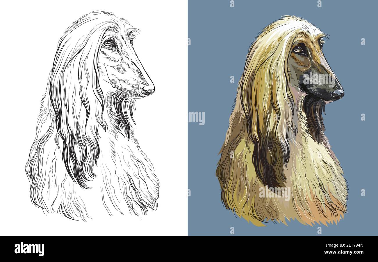 free coloring pages of afghans hounds