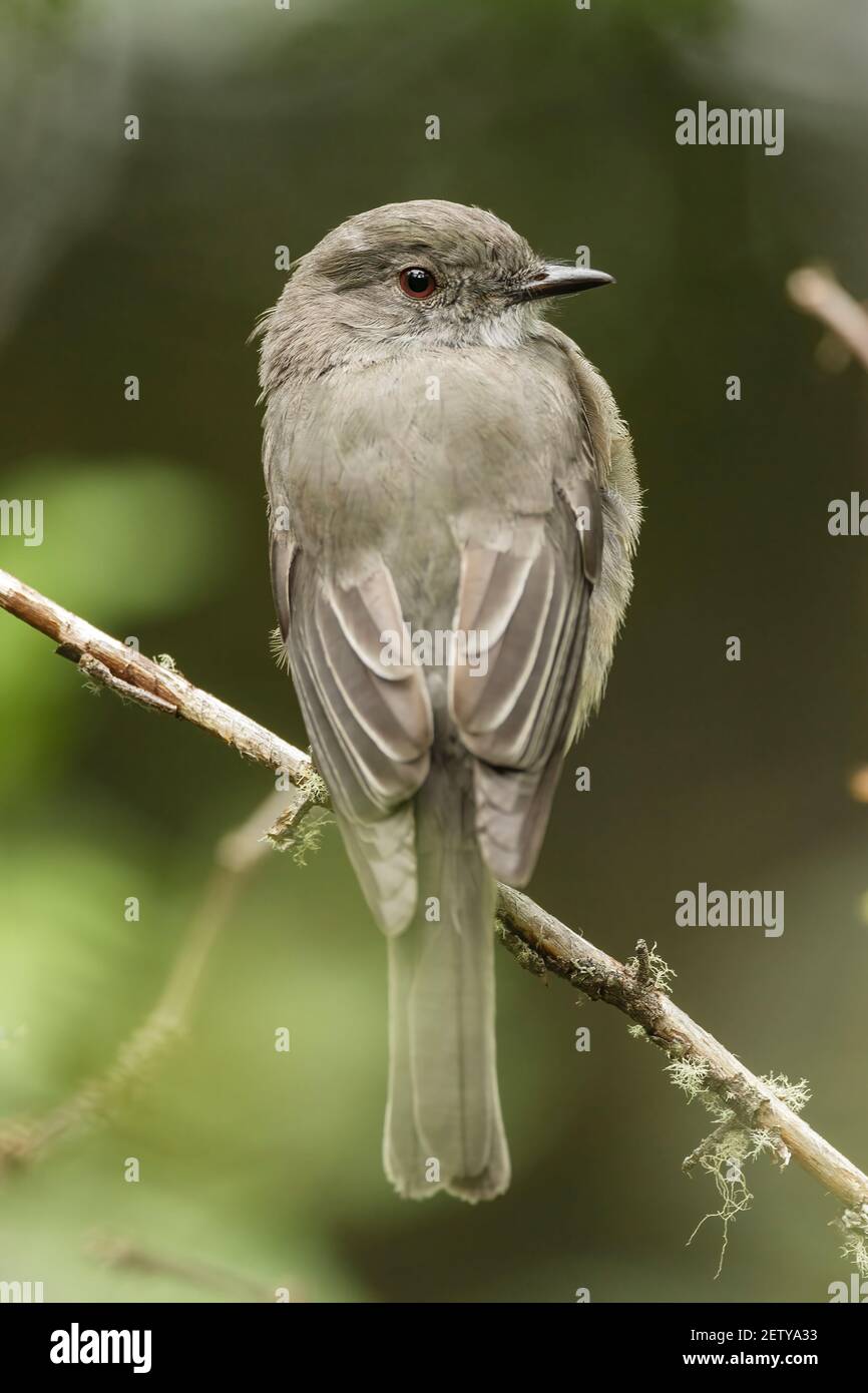 Fire eyed diucons hi-res stock photography and images - Alamy